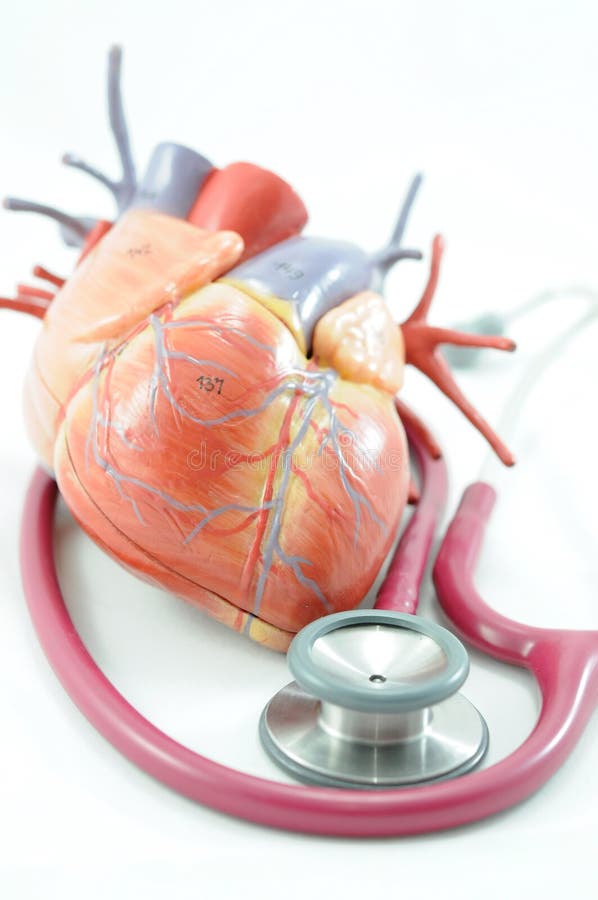 Cardiologist Supports the Heart . Stock Photo - Image of closeup, body ...