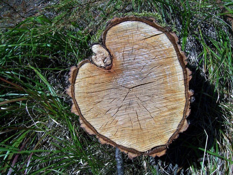 2+ Strump Free Stock Photos - StockFreeImages