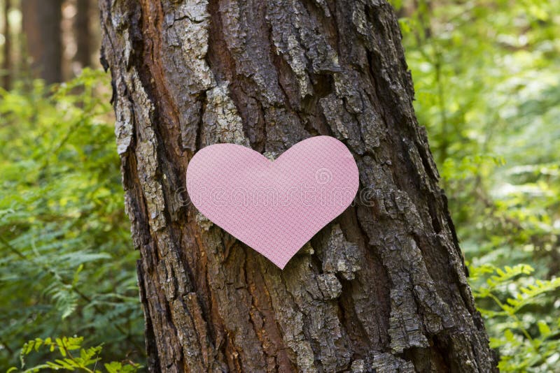 Heart Stuck To Pine Tree Stock Photos - Free & Royalty-Free Stock ...
