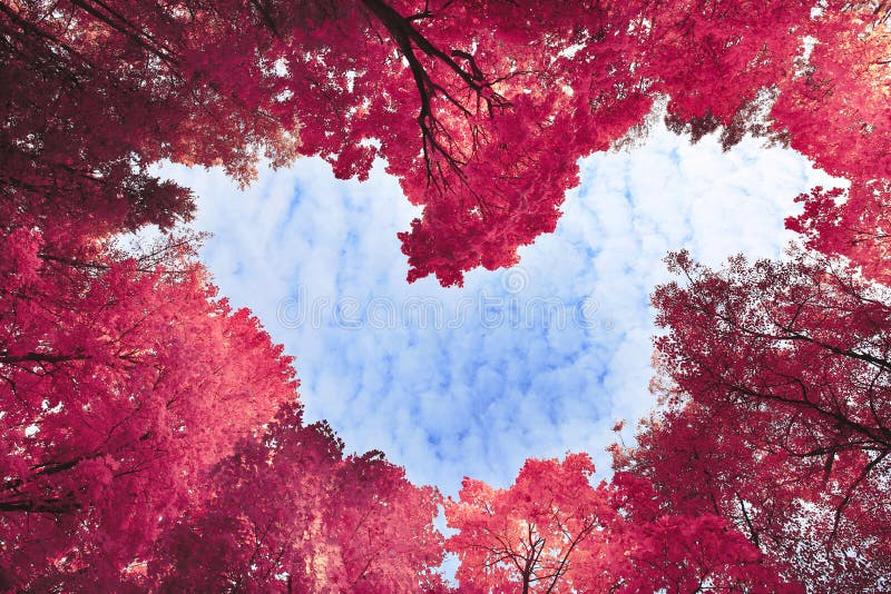 Heart Surrounded by Spring Trees Stock Photo - Image of colorful ...