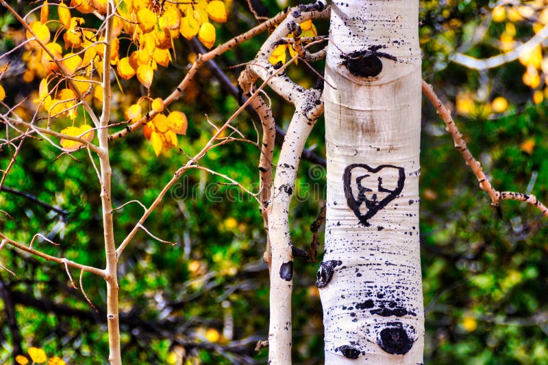 Heart - a Symbol of Love Engraved into an Aspen Tree Stock Image ...