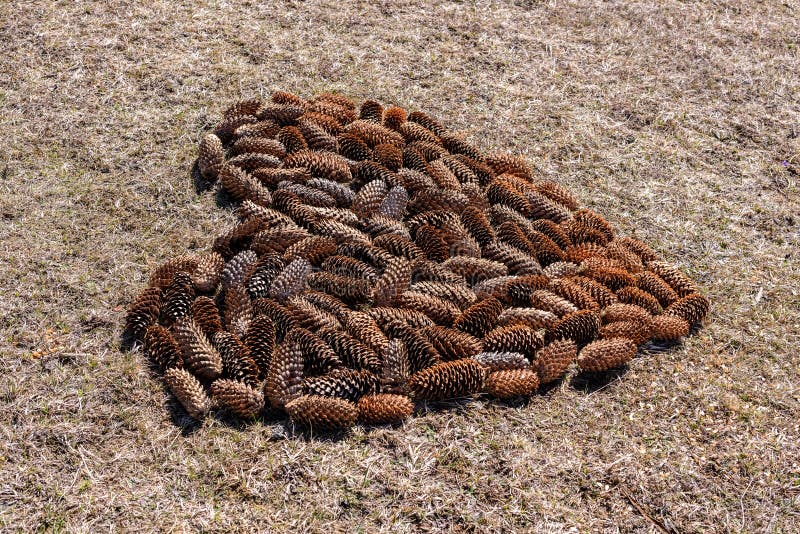 Heart symbol. stock image. Image of heart, concept, conceptual - 69361301