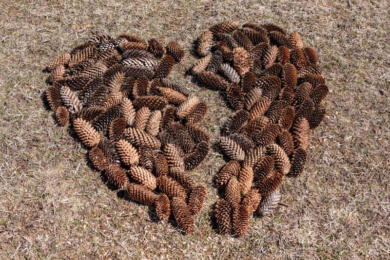 Heart symbol. stock image. Image of decorative, love - 69363635