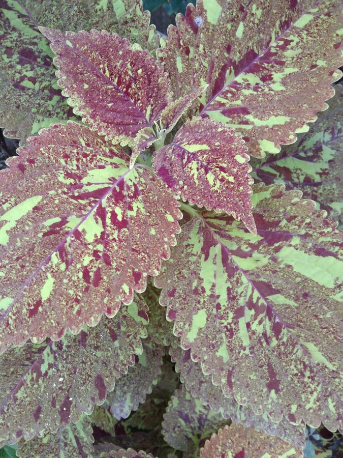 Heart touching coleus 67 stock photo. Image of pattern - 260815950
