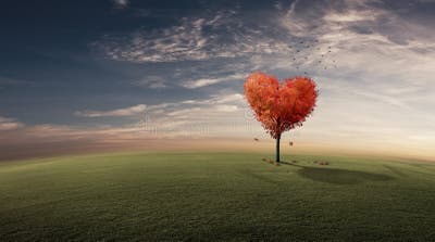 Heart Tree stock photo. Image of outdoor, autumn, backgrounds - 28735884