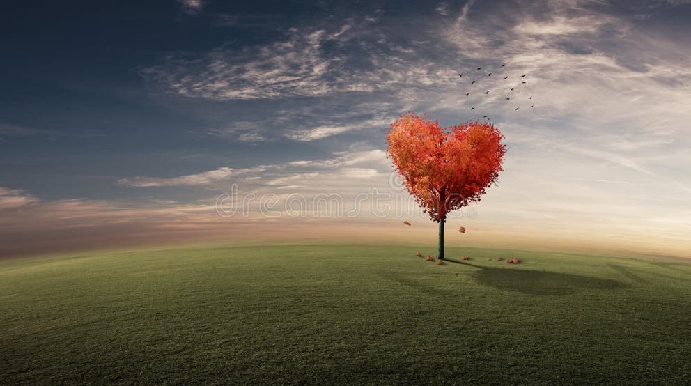 Heart Tree stock photo. Image of outdoor, autumn, backgrounds - 28735884