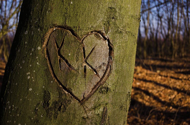 Heart on tree stock photo. Image of valentines, forest - 511566