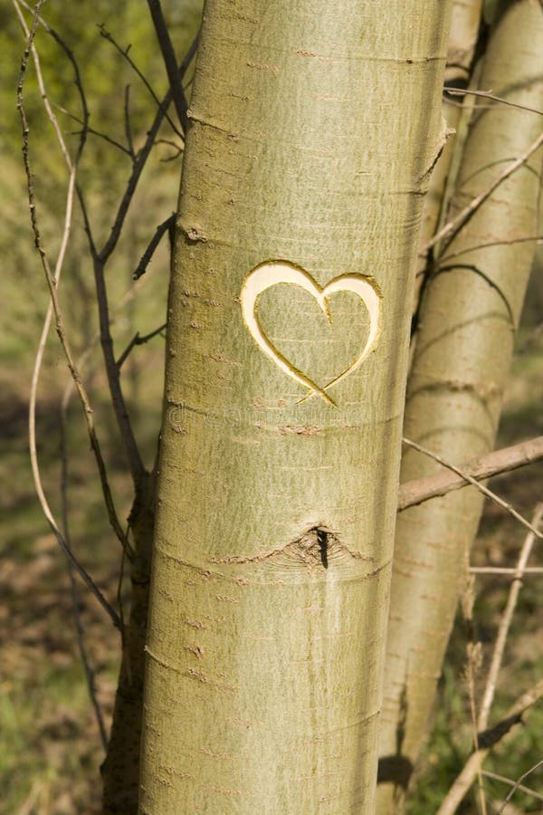 Heart carved in tree trunk stock image. Image of conceptual - 16922617