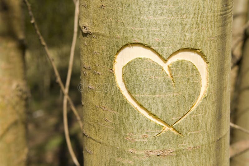 Carved heart in tree stock image. Image of friend, valentine - 26134711