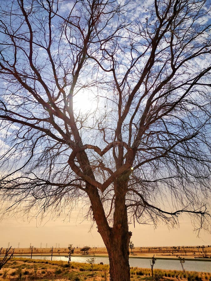 Heart in a Tree stock image. Image of autumntree, autumn - 135556087