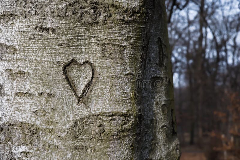 Heart on a tree bark stock image. Image of trunk, rock - 241779345