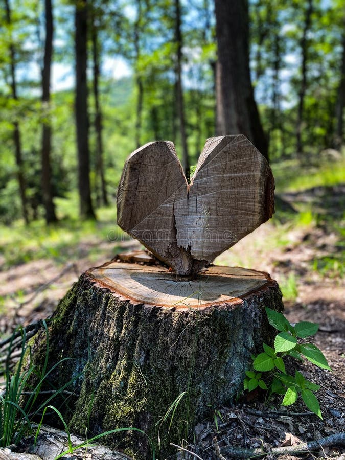 Heart Made of Tree Stump in the Forest Stock Photo - Image of ...