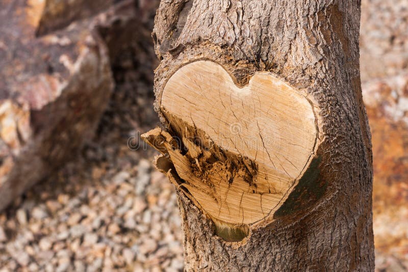 Heart Tree stock photo. Image of tree, wood, limb, splinter - 39080910