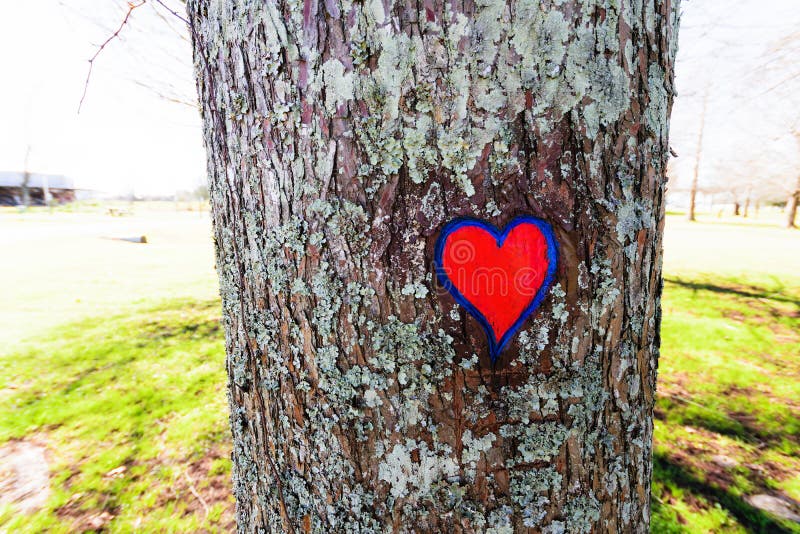 Heart on a Tree stock image. Image of nature, environment - 107130687