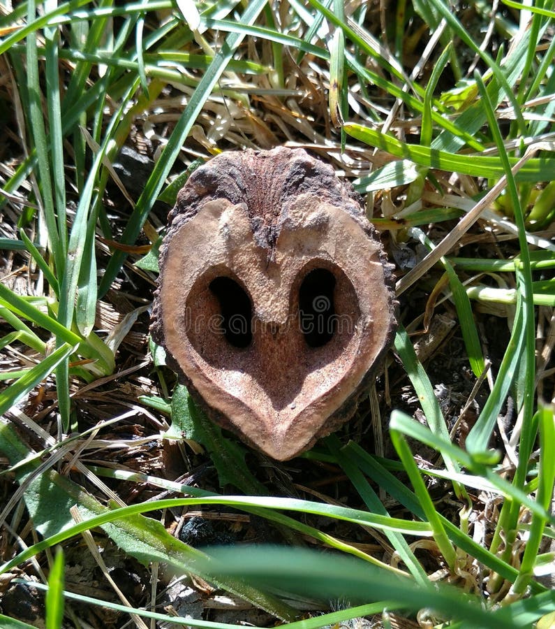 Heart Tree Nut stock image. Image of heart, tree, ground - 77063279