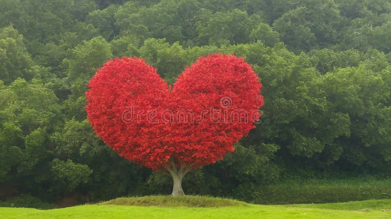 Red heart shaped tree stock illustration. Illustration of tree - 304736017