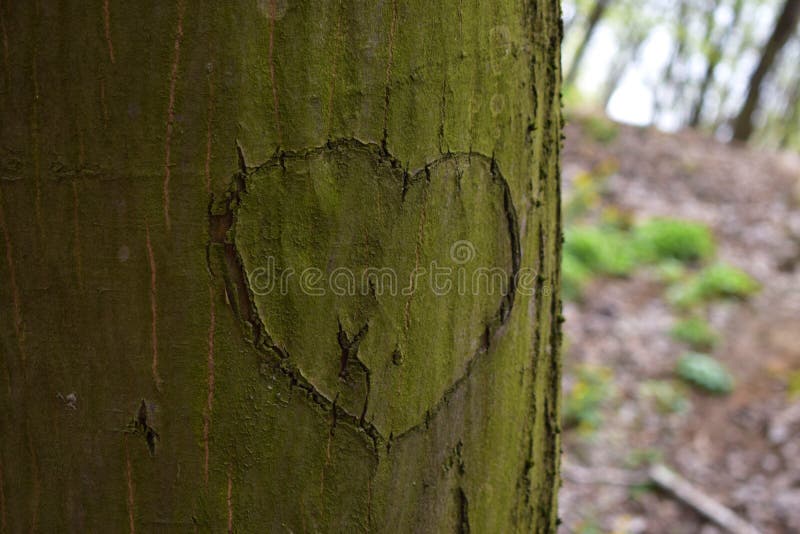 Heart on a tree stock image. Image of love, feeling, kiev - 90673787