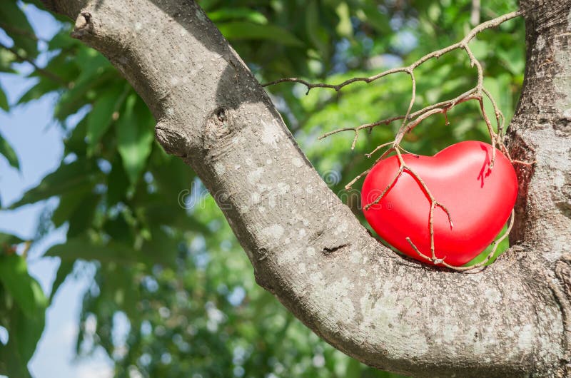 Heart of tree stock photo. Image of outdoors, emotions - 41209822