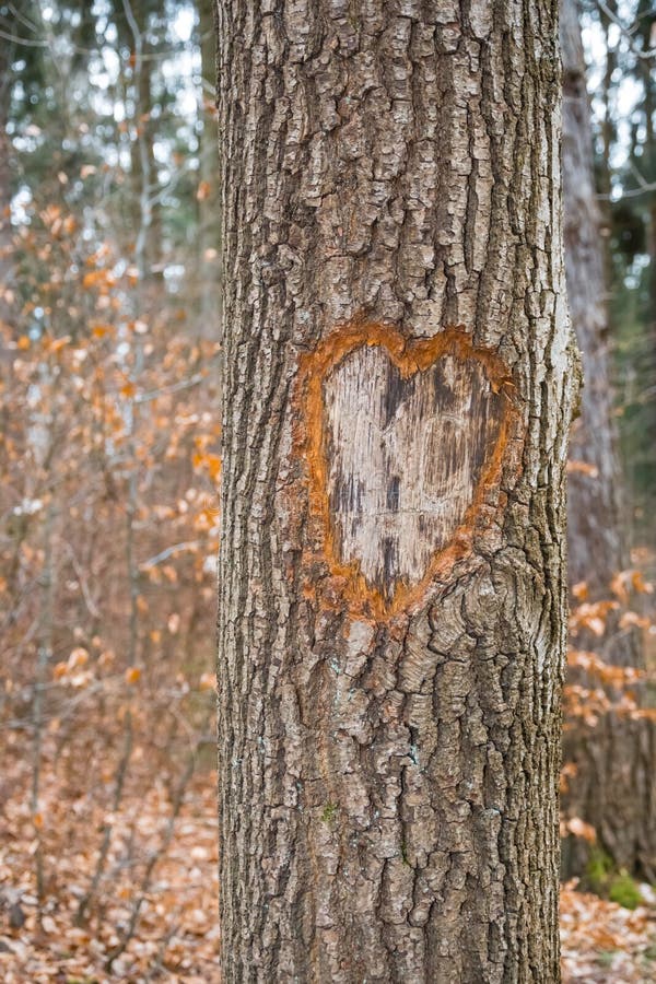 Heart on tree trunk stock photo. Image of vandalism, symbol - 66710584