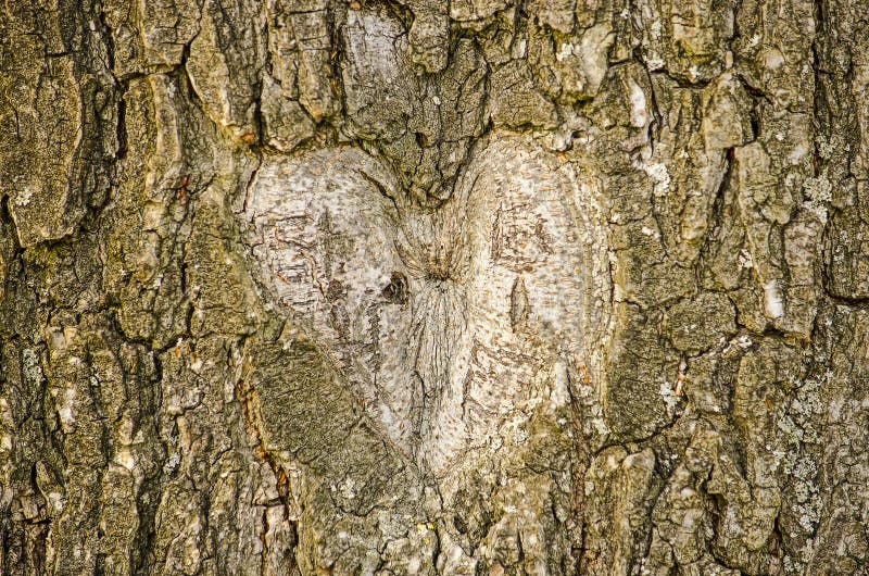 Heart in a tree trunk stock image. Image of carving - 139187169
