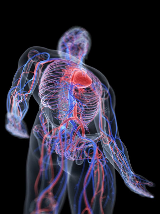 The Heart and Vascular System Stock Illustration - Illustration of ...