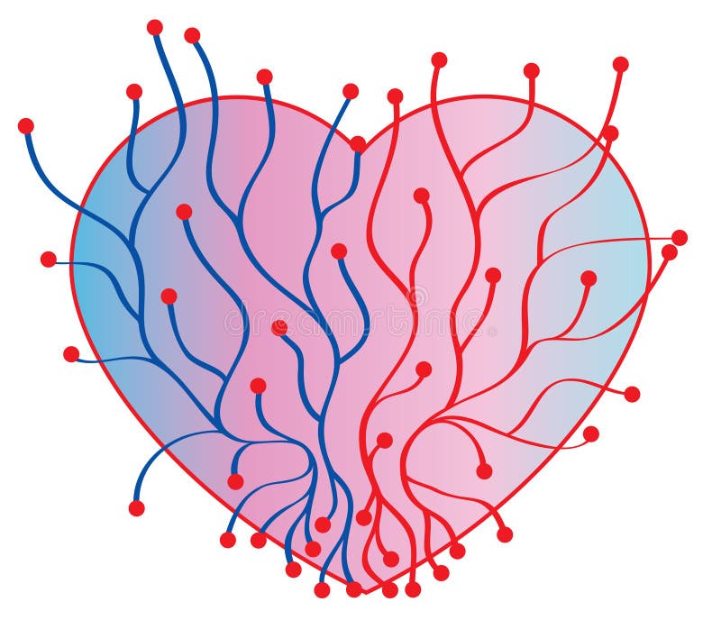 Heart with veins stock vector. Illustration of isolated - 27535015