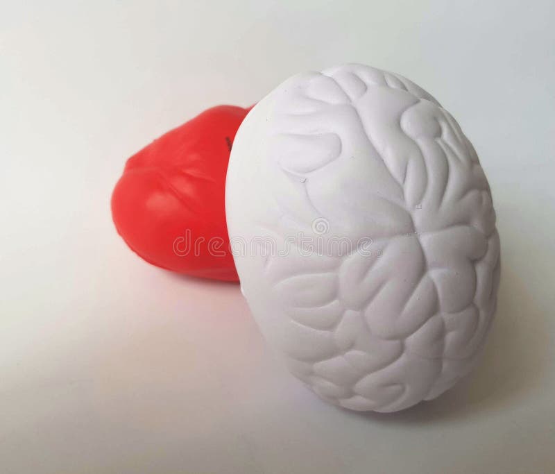 Heart vs Brain stock photo. Image of heart, choose, gyrus - 97013486