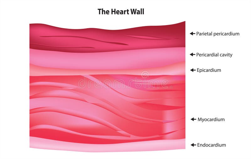 Layers of the heart wall stock vector. Illustration of biology - 321362668