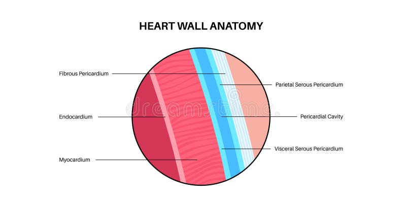 Heart wall anatomy stock illustration. Illustration of tissue - 281718392