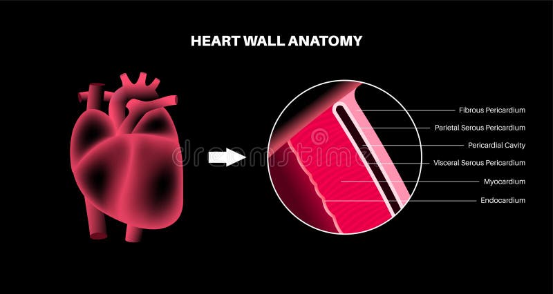 Heart wall anatomy stock illustration. Illustration of tissue - 281718392