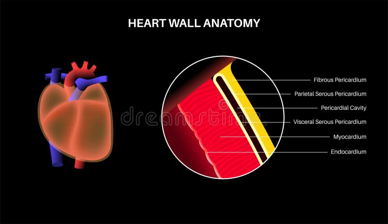 Heart wall anatomy stock illustration. Illustration of tissue - 281718392