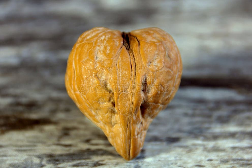 Walnut heart stock image. Image of valentine, symbol - 49107329