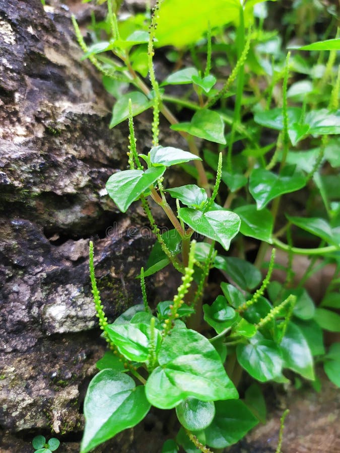 Heart of wisdom 077 stock photo. Image of wisdom, metalart - 398002654