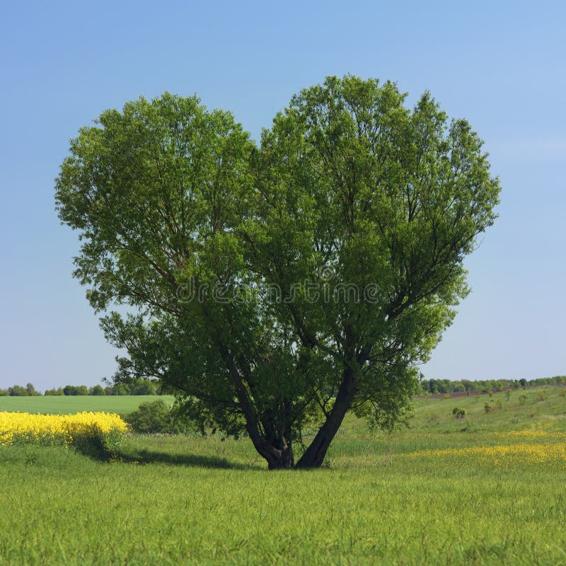 Heart of wood stock image. Image of field, shape, valentine - 54508095