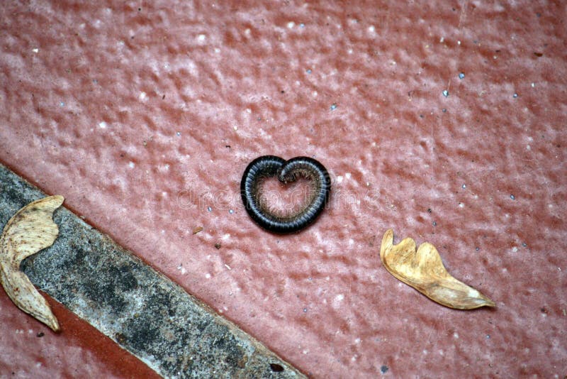 Heart worm stock image. Image of loving, shape, romantic - 38144239