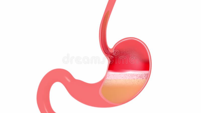 Anatomical 3D Animation of the Inside of the Stomach Doing Digestion ...