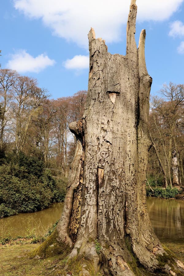 Hearts in a dead tree stock image. Image of trees, forest - 79855853