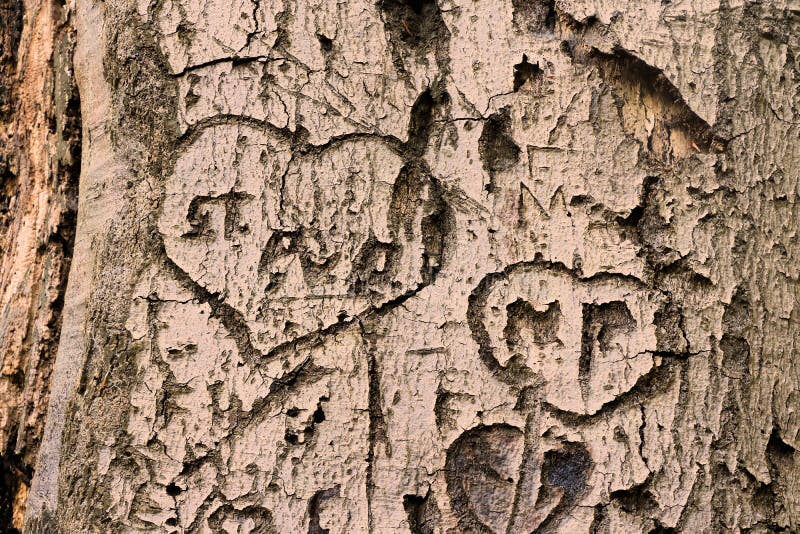 Hearts in a dead tree stock image. Image of mikhof, brasschaat - 79855931