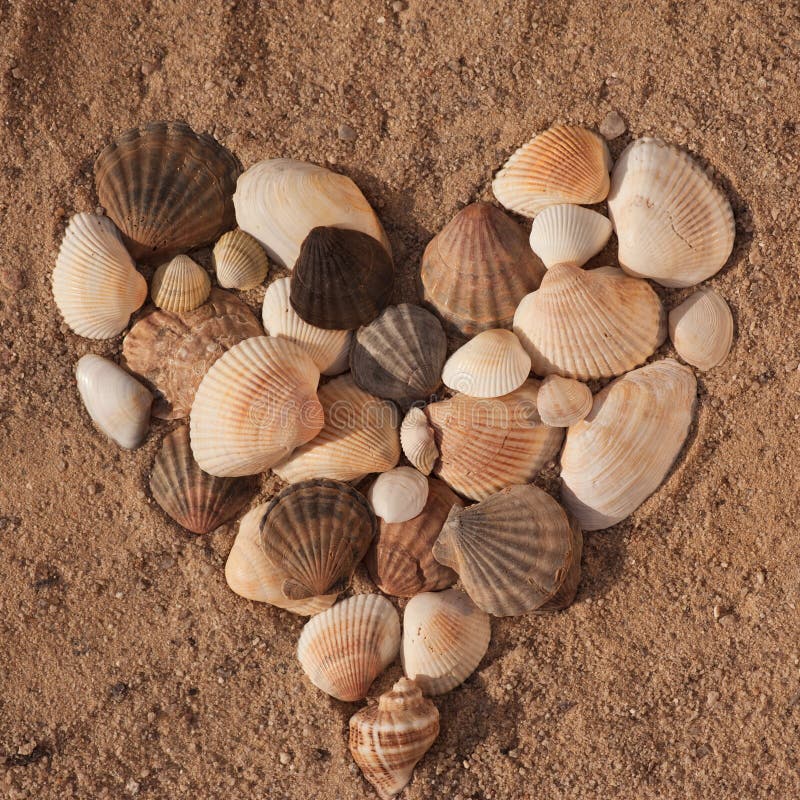 Hearts Shape from Sea Shells Stock Image - Image of love, trip: 41849771