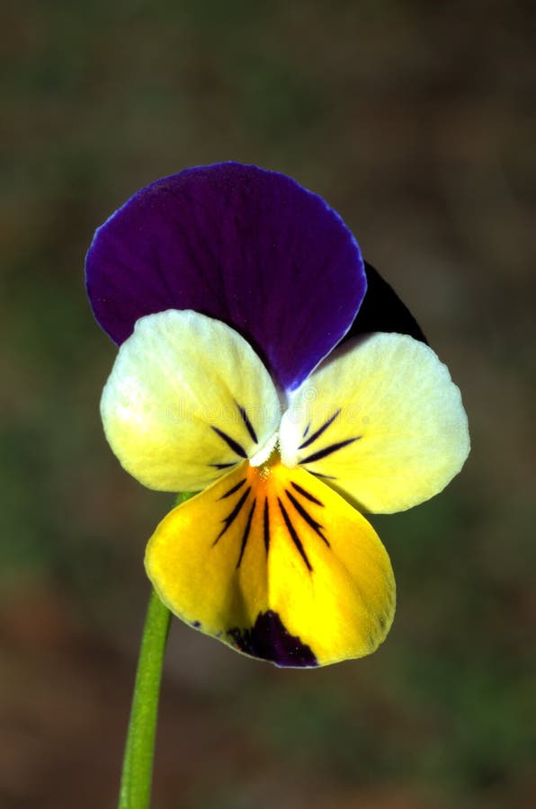 Heartsease stock image. Image of pollen, petal, pretty - 111549