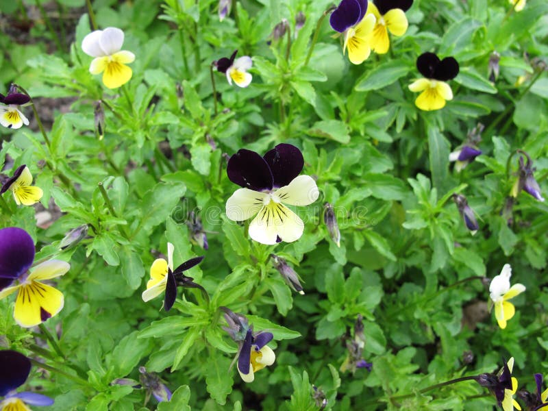 Heartsease, Viola Tricolore Fotografia Stock - Immagine di erba ...