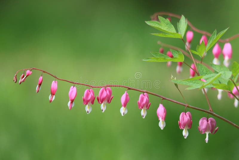 Heartstring stock image. Image of pink, shape, bloom - 184114245