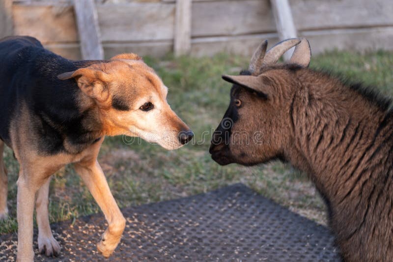 Dog and Cameroonian Goat Interacting Outdoors Stock Image - Image of ...