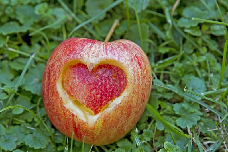 Hearty apple stock photo. Image of fruit, heart, nutrition - 30889216