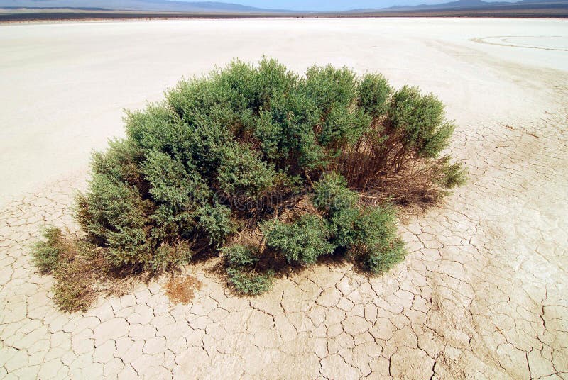 Heat and dryness in nature stock photo. Image of midsummer - 185957520