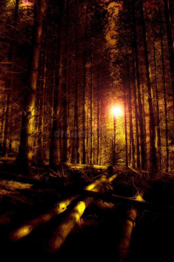 The Heat. Forest Scene with Sun Stock Image - Image of scorched, forest ...