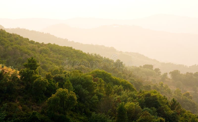 Heat haze stock image. Image of europe, bough, foliage - 15523133