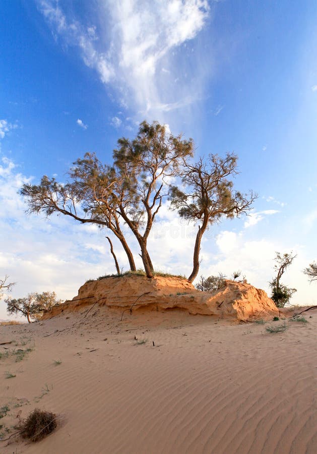 Heat, the Trees in a Desert Stock Photo - Image of plant, natural: 30786432