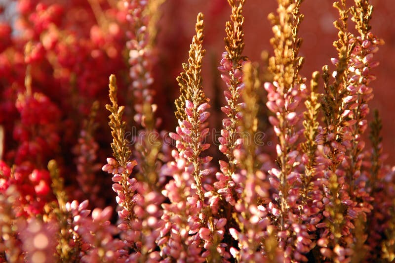 Heath in Bloom - Calluna Vulgaris Stock Photo - Image of beauty ...