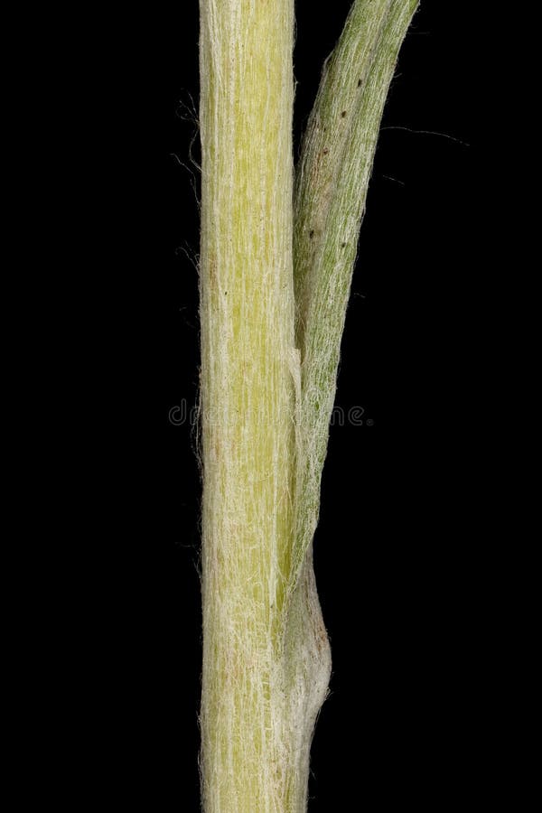 Heath Cudweed Omalotheca Sylvatica. Stem and Leaf Base Closeup Stock ...
